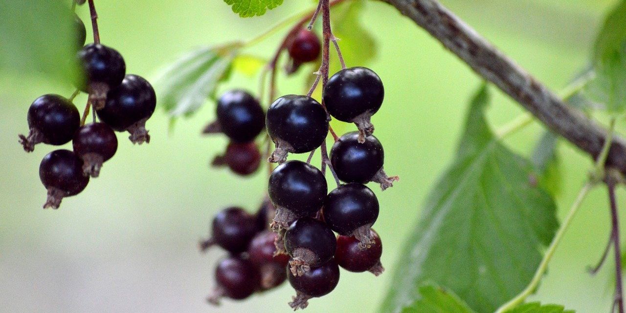 Fitmacher Johannisbeeren - Museum Aargau